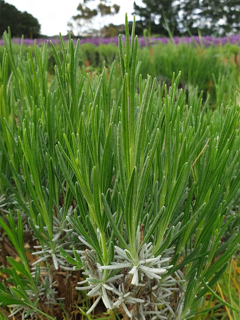 BLOOM! When Spring Is In The Air – Shire House Farm